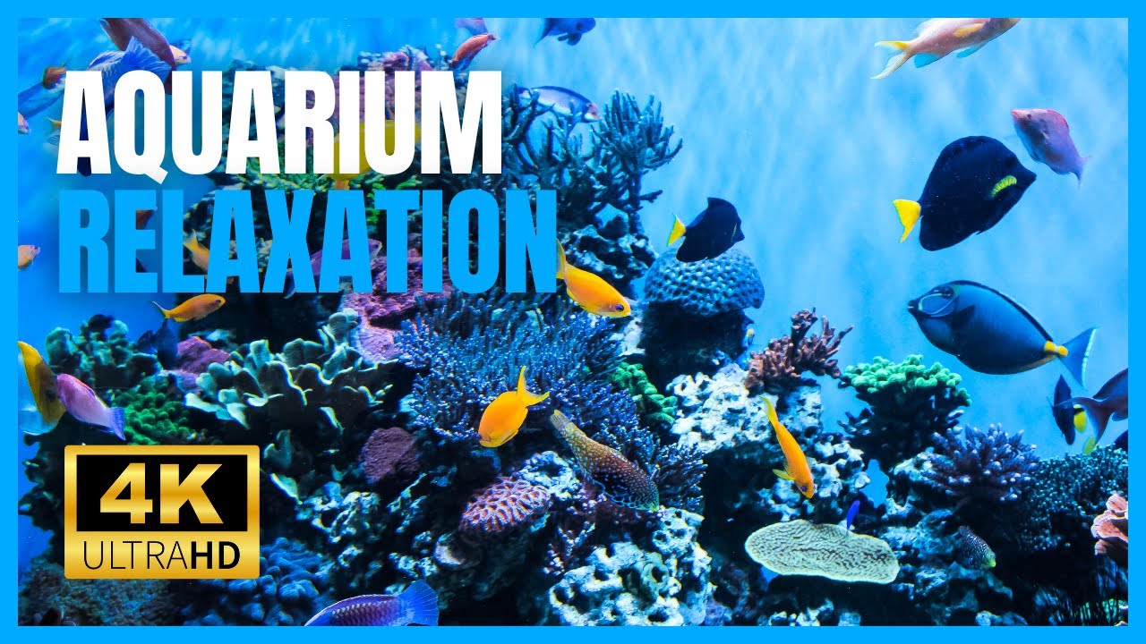 Relaxing Aquarium Rhapsody: Mesmerizing 4K UHD TV Screensaver - YouTube