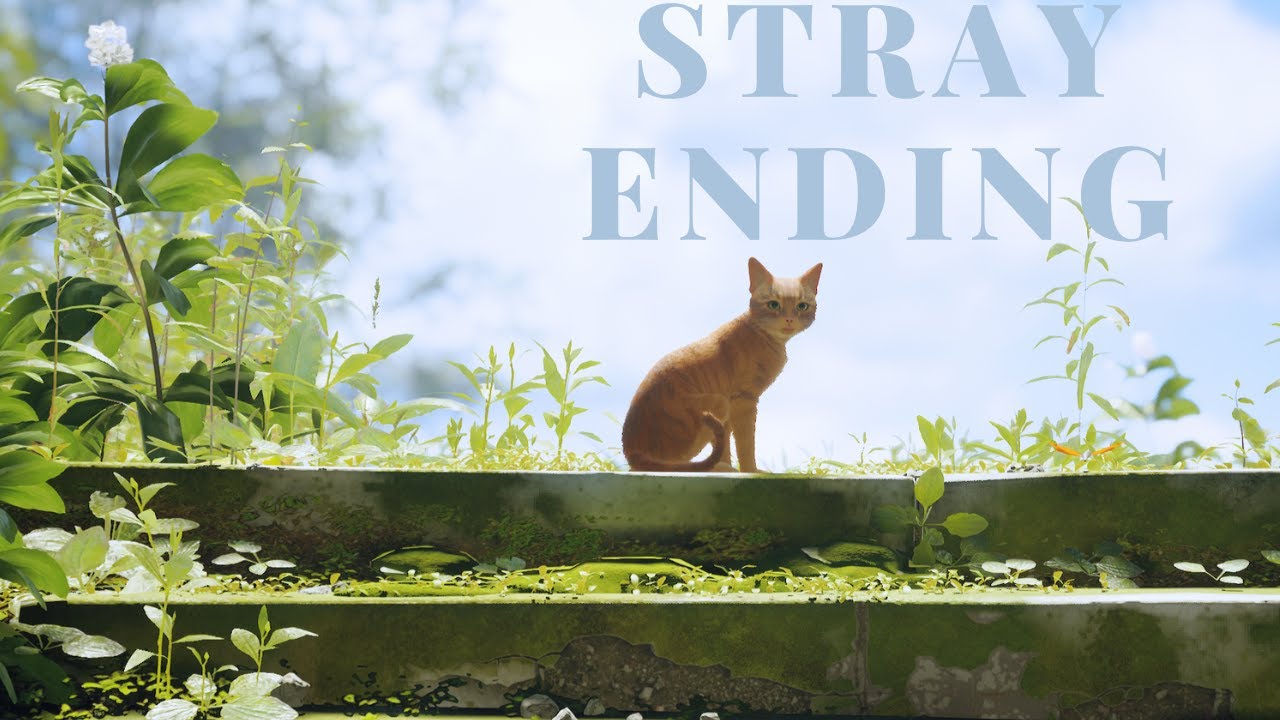 STRAY ENDING | NO COMMENTARY GAMEPLAY WALKTHROUGH STRAY PART 10 - YouTube