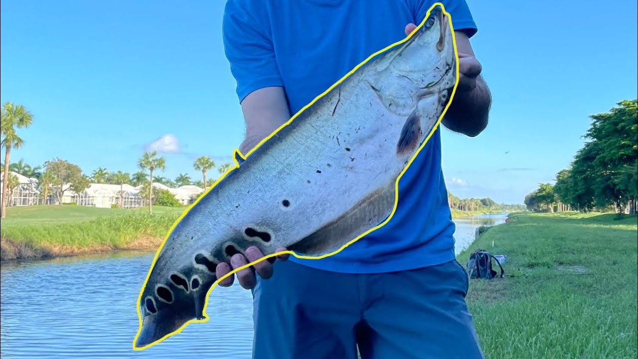 South Florida Canal Fishing (Gar, Peacocks, Clown knifefish and more ...