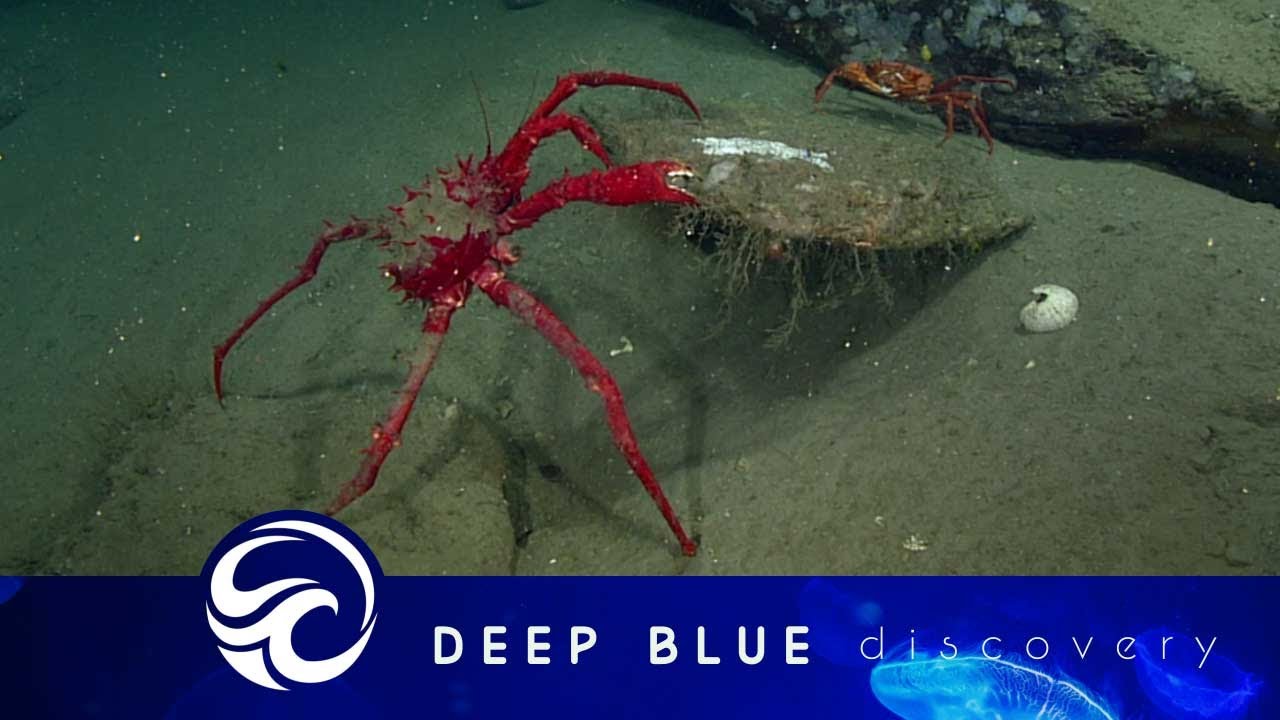 Rare footage of DEEP SEA crabs fighting over eggs - YouTube