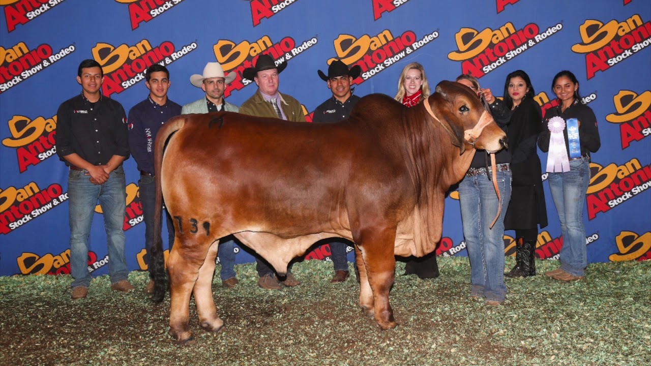 2019 San Antonio Stock Show and Rodeo Recap! - YouTube