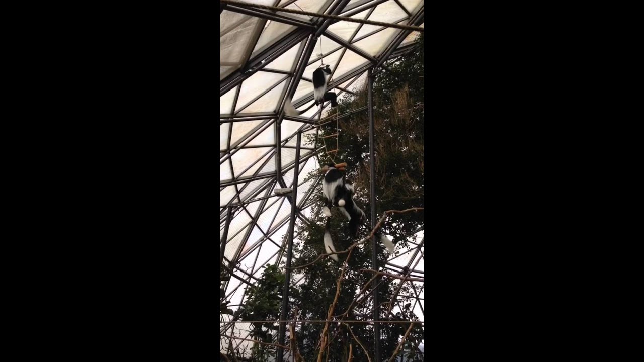 Colobus Monkey Enrichment #2 - YouTube