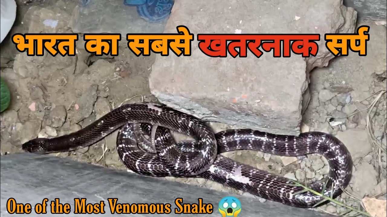 भारत के सबसे ज़हरीले सर्पो में से एक ★ One Of the Most Venomous Snake ...