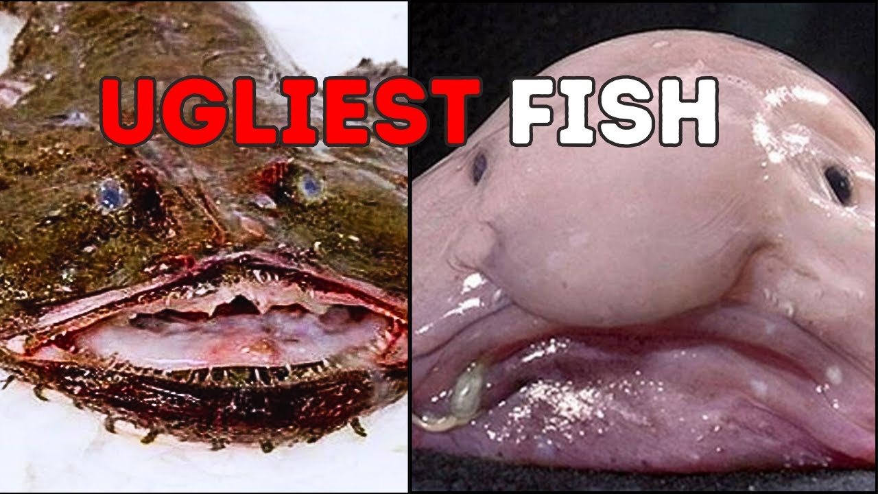 TOP 5 BIZZARE LOOKING FISH | UGLIEST FISH IN THE OCEAN #fish #animals # ...