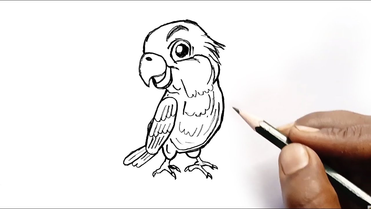 How to Draw a Cute Sparrow Bard with Pencil, Easy Step by Step for kids ...