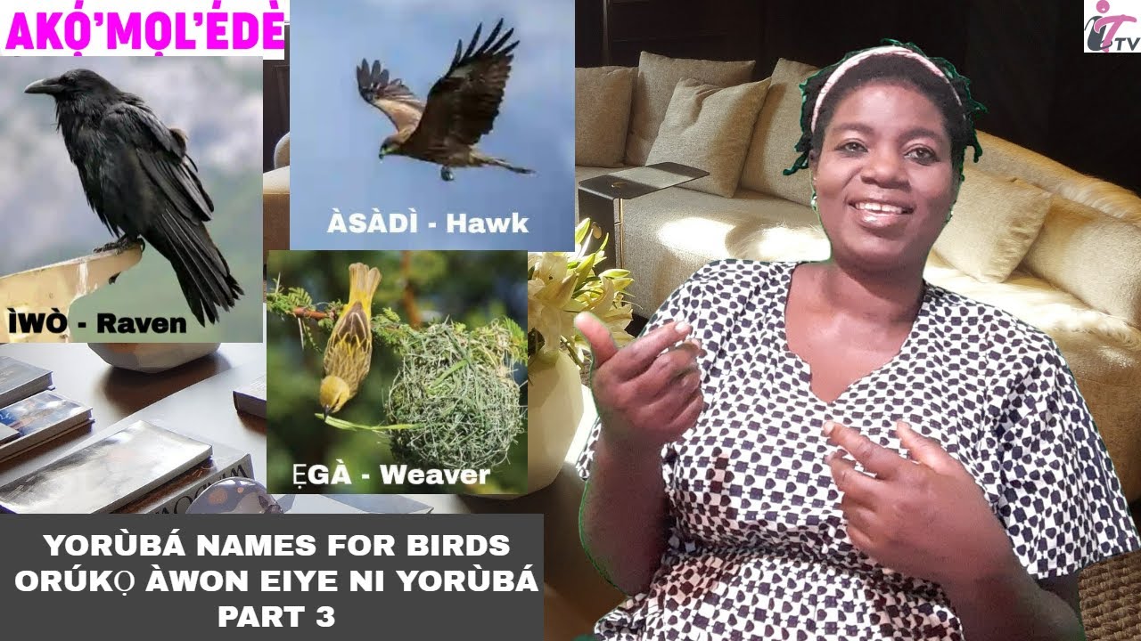 YORÙBÁ NAMES FOR BIRDS ORÚKỌ ÀWON EIYE NI YORÙBÁ PART 3 - YouTube