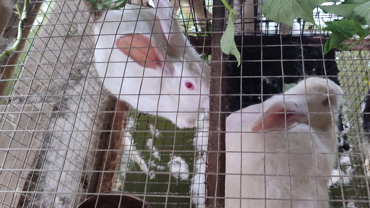 Livestream: raising rabbits at home - YouTube