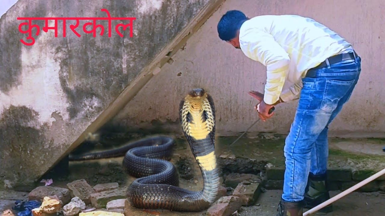 कुमरकोल स्नेक रेस्क्यू kumarkol snake rescue@CobrasnakeParleG - YouTube
