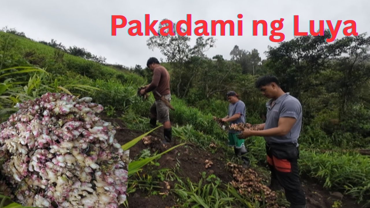 Pakadami ng Luya - YouTube