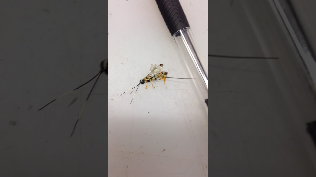 Unknown flying bug with long stinger 2017 - YouTube