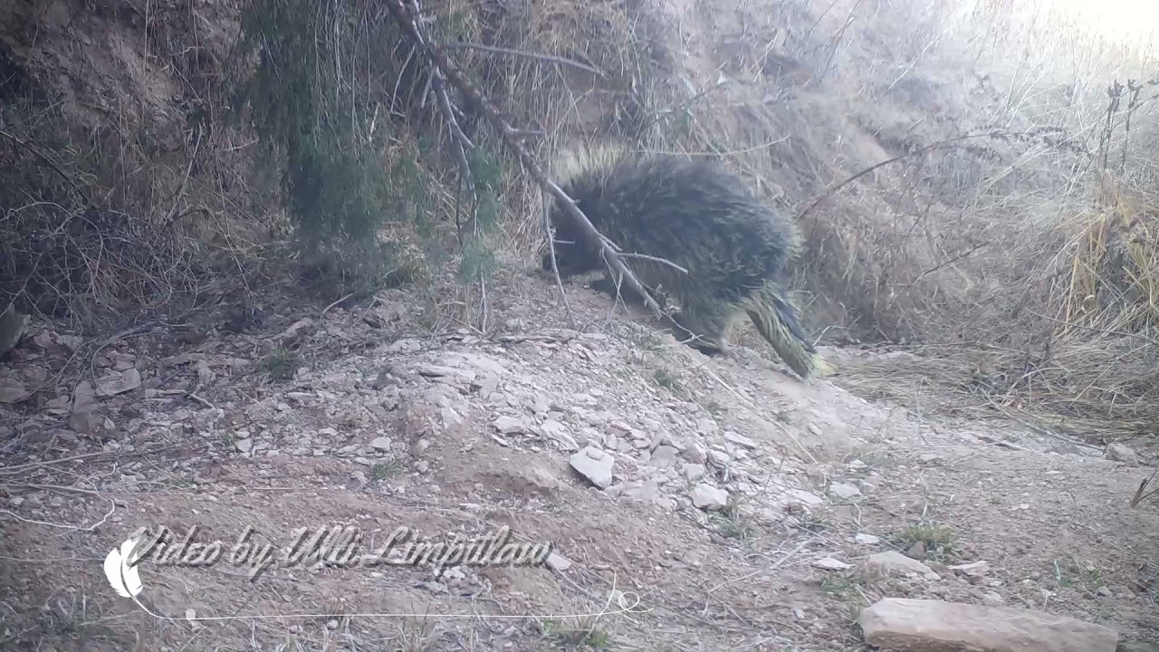 Injured porcupine is getting around again - YouTube