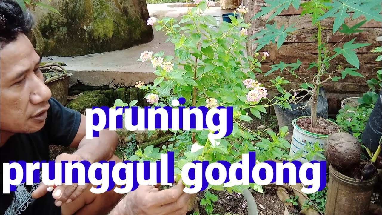 Belajar Pruning (supaya tumbuh tunas tunas baru) @ChannelSobari - YouTube