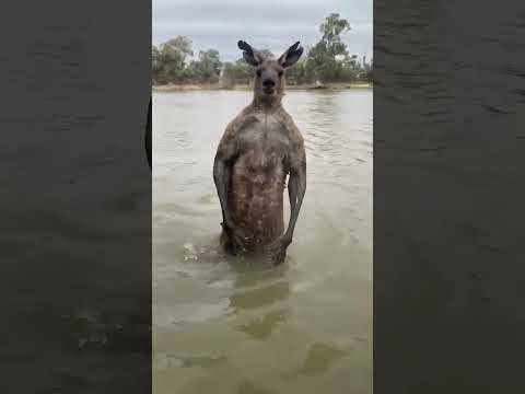 Kænguru prøver at drukne hund 🦘 #kænguru #shorts #natur #hund