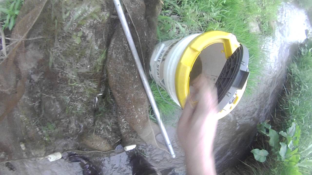 Seining minnows video: - YouTube