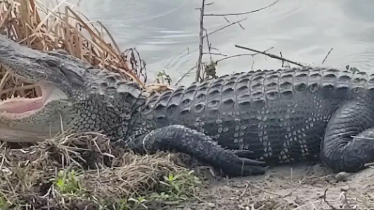Alligator Yawn, quiet roar - YouTube