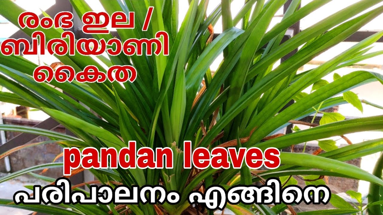 രംഭ ഇല/ ബിരിയാണി കൈത എങ്ങിനെ വീട്ടിൽ വളർത്താം || pandan leaves || ramba ...