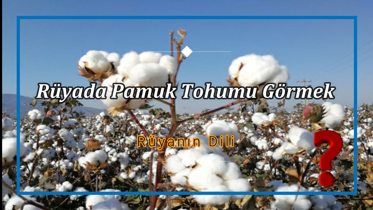 RÜYADA PAMUK TOHUMU GÖRMEK (rüya tabiri) - YouTube