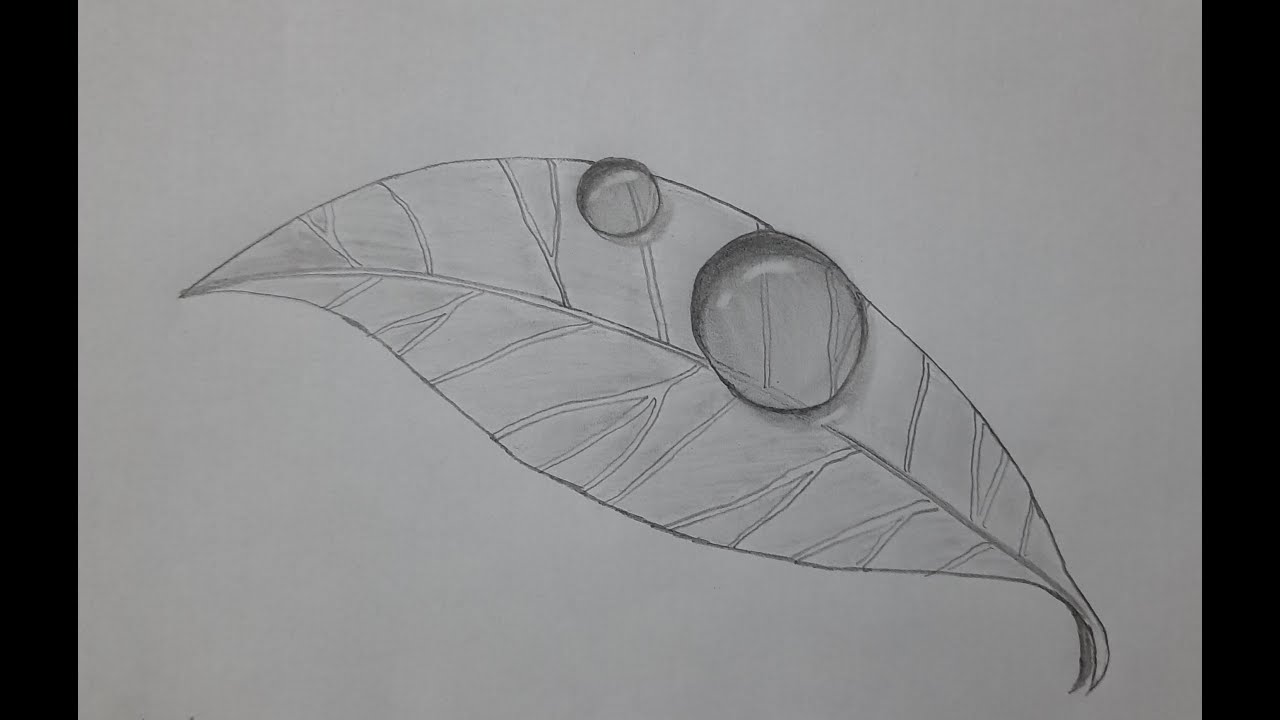 How to draw a leaf with water droplets|3d water drops easy sketch ...