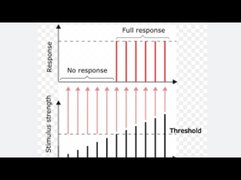 ALL OR NONE LAW OF MUSCLE CONTRACTION…. - YouTube