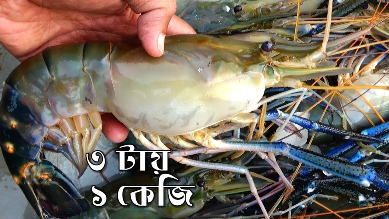 Amazing Big Fish।।Golda Chingri।।গলদা চিংড়ি।।মেঘনা নদীর গলদা চিংড়ি ...