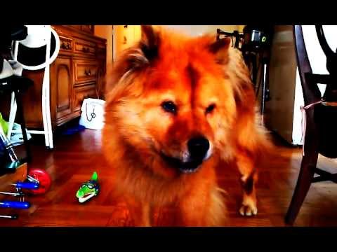 Chow Chow Dog Barking Then Crying - YouTube