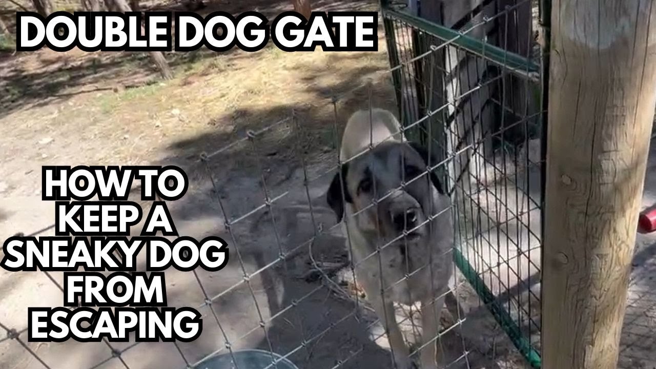 How to DIY a Double Dog Gate to Keep your Dog from Escaping - YouTube