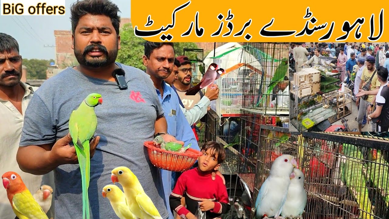 Lahore Sunday birds market Birds ki bharmar new update price ? #lahorientertainmentchannel - YouTube