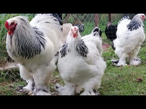 Giant Roosters Brahma Chicken | Biggest Rooster in the World | Huge ...