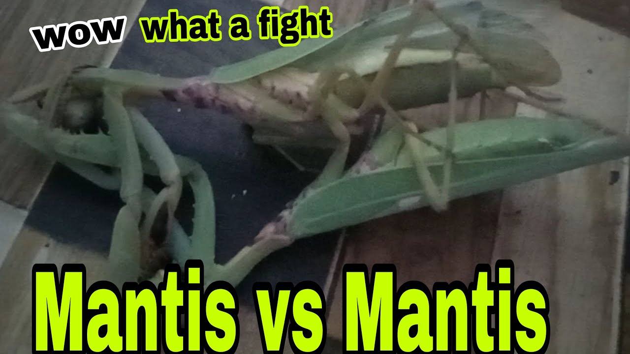 What a fight of 2 Mantis, they fight until death no one surender ...