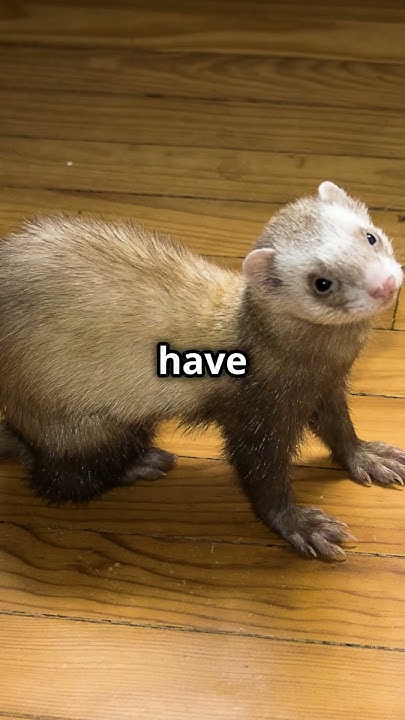 5 Cool Facts About Ferrets! - YouTube