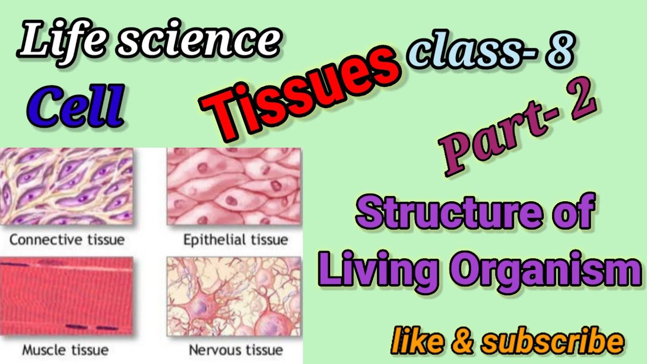 WB class -8 life science, chapter 1 structure of Living Organism ...