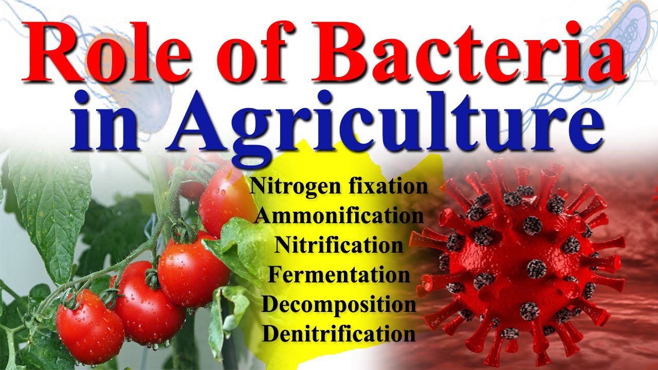 Role of bacteria in agriculture | Bacteria | Role of Bacteria ...