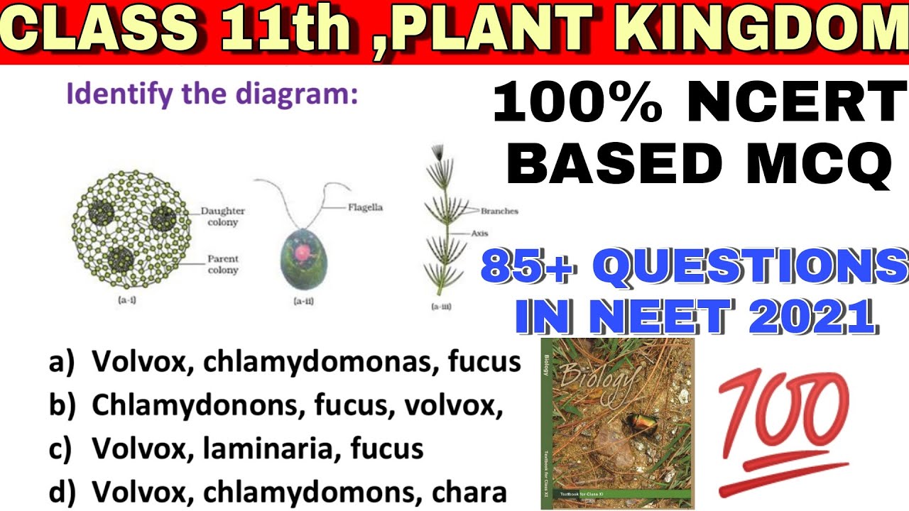 #02,Plant Kingdom, Topic-Algae, 100% Ncert Based MCQ - YouTube