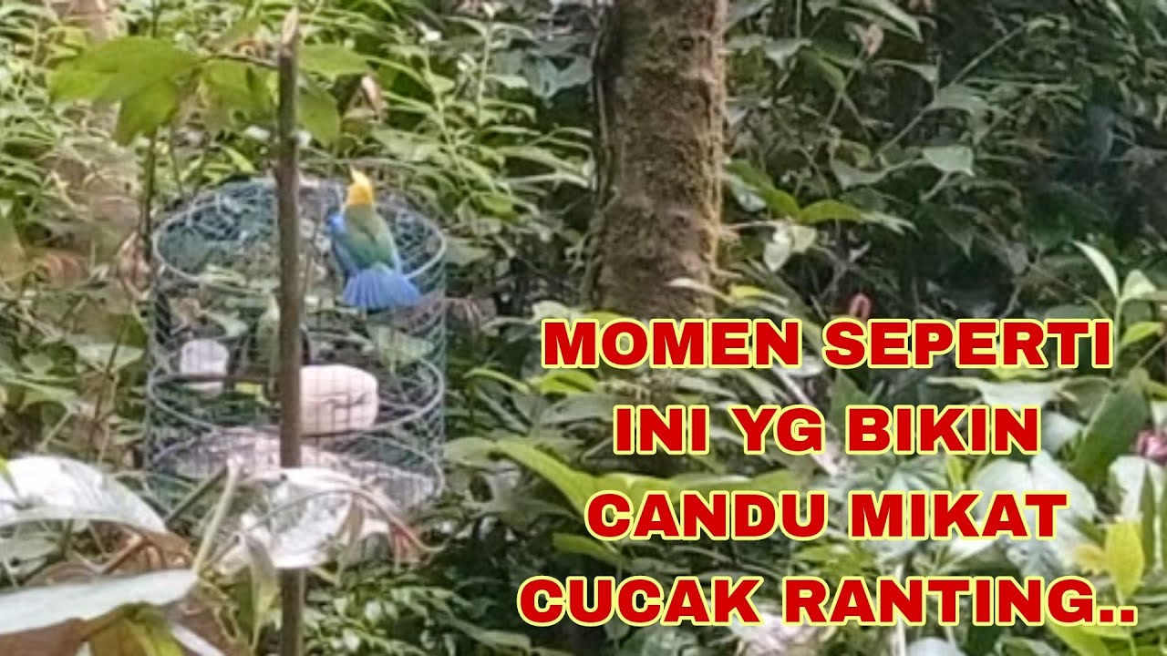 Mikat CUCAK RANTE / RANTING ga perlu tinggi tinggi ..cukup di bawah sja ...