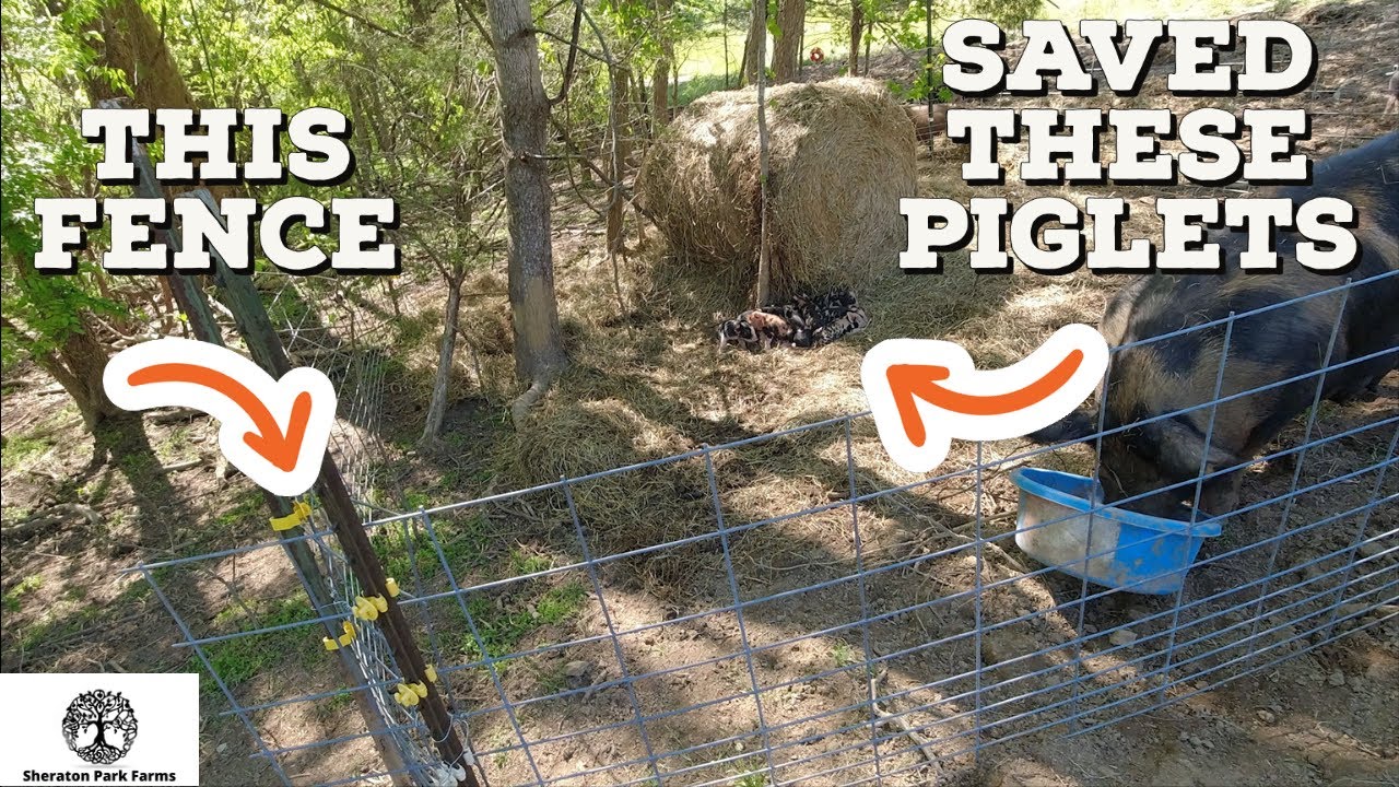 Farrowing Pigs On Pasture - MORE Baby Piglets - YouTube