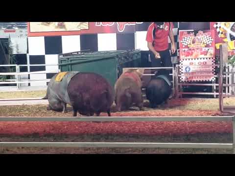 Potbelly Pig Race @ Columbia County GA Fairgrounds 2023 - YouTube