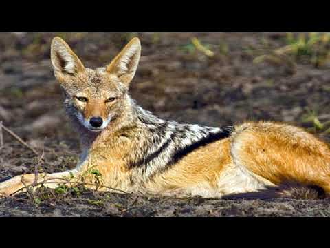 jackal sound from wild natura at nort Anatolia, çakal sesi