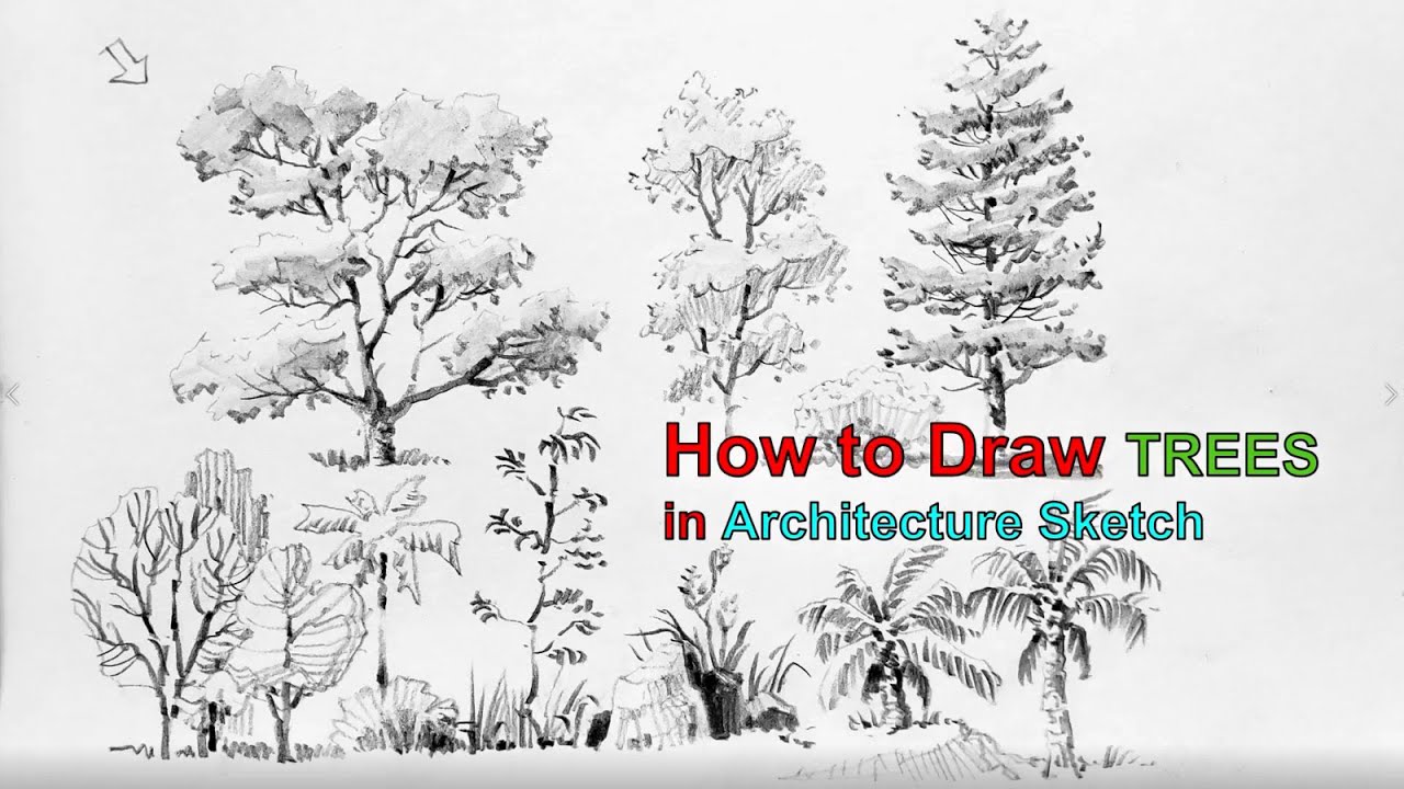 How to draw Tree (s) in Architecture Sketch #DrawPALM #DrawTREE #GibPal ...