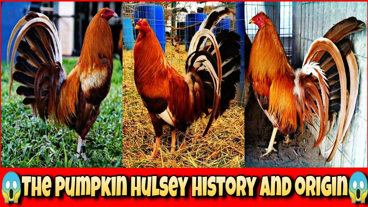The pumpkin hulsey history and origin. - YouTube