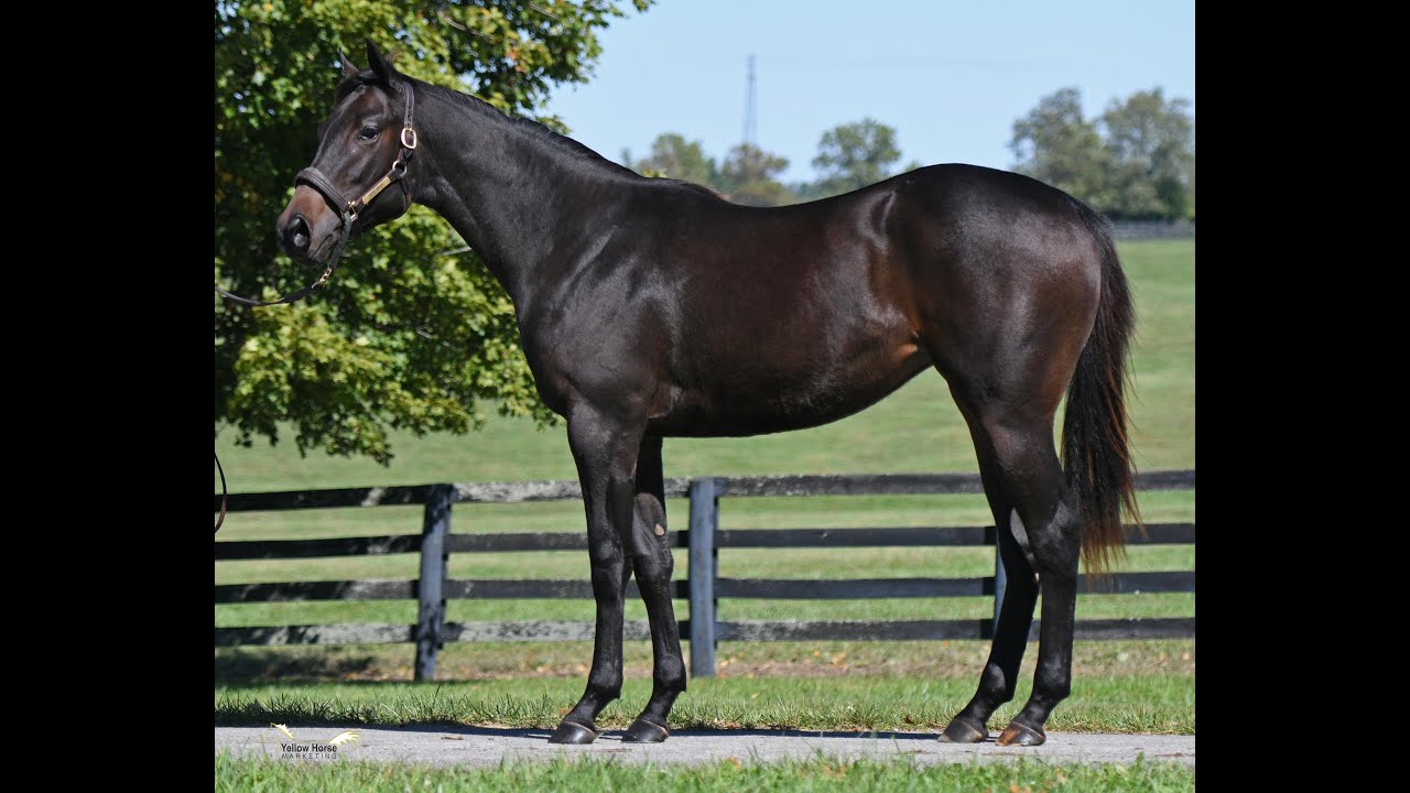 FOR SALE: 2019 Thoroughbred Filly by CAIRO PRINCE - YouTube