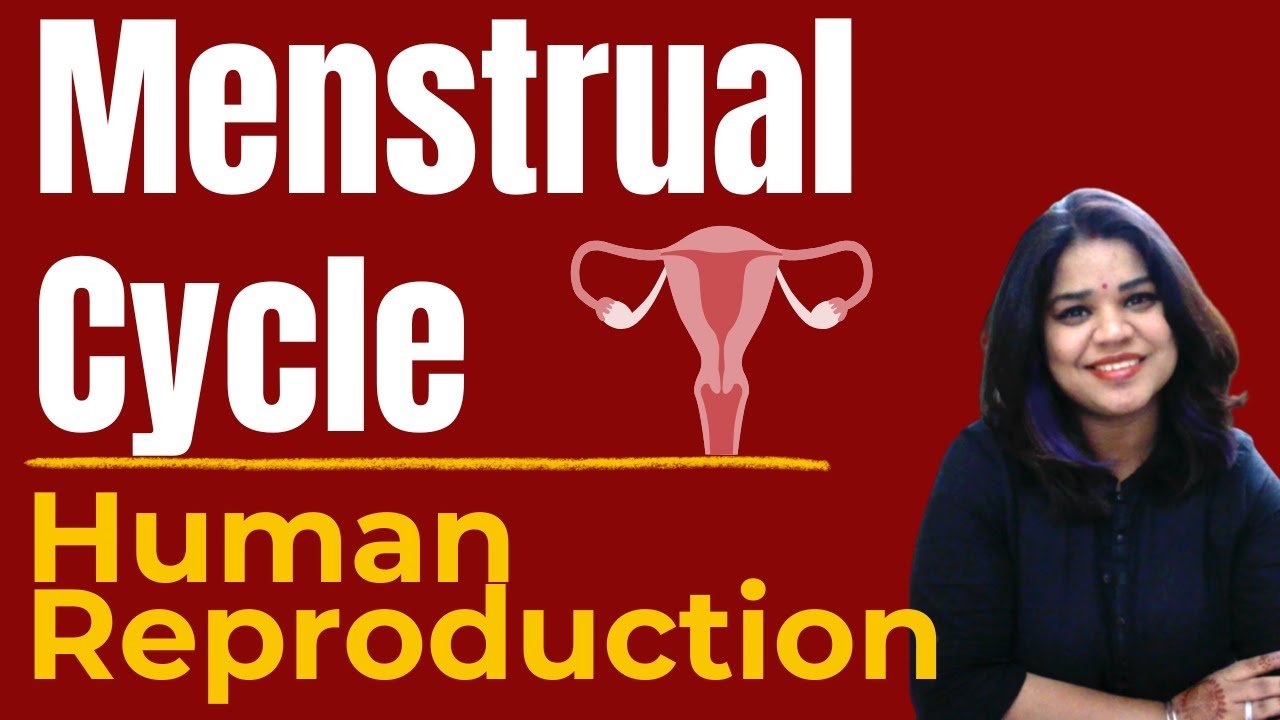 Menstrual Cycle Explained | Class 12 NCERT Biology | Chapter: Human ...
