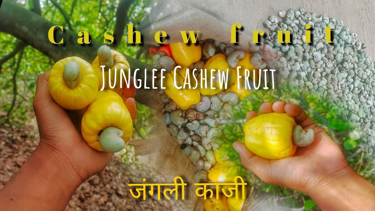 Junglee Cashew Fruit Tree | Kaju Fal - YouTube