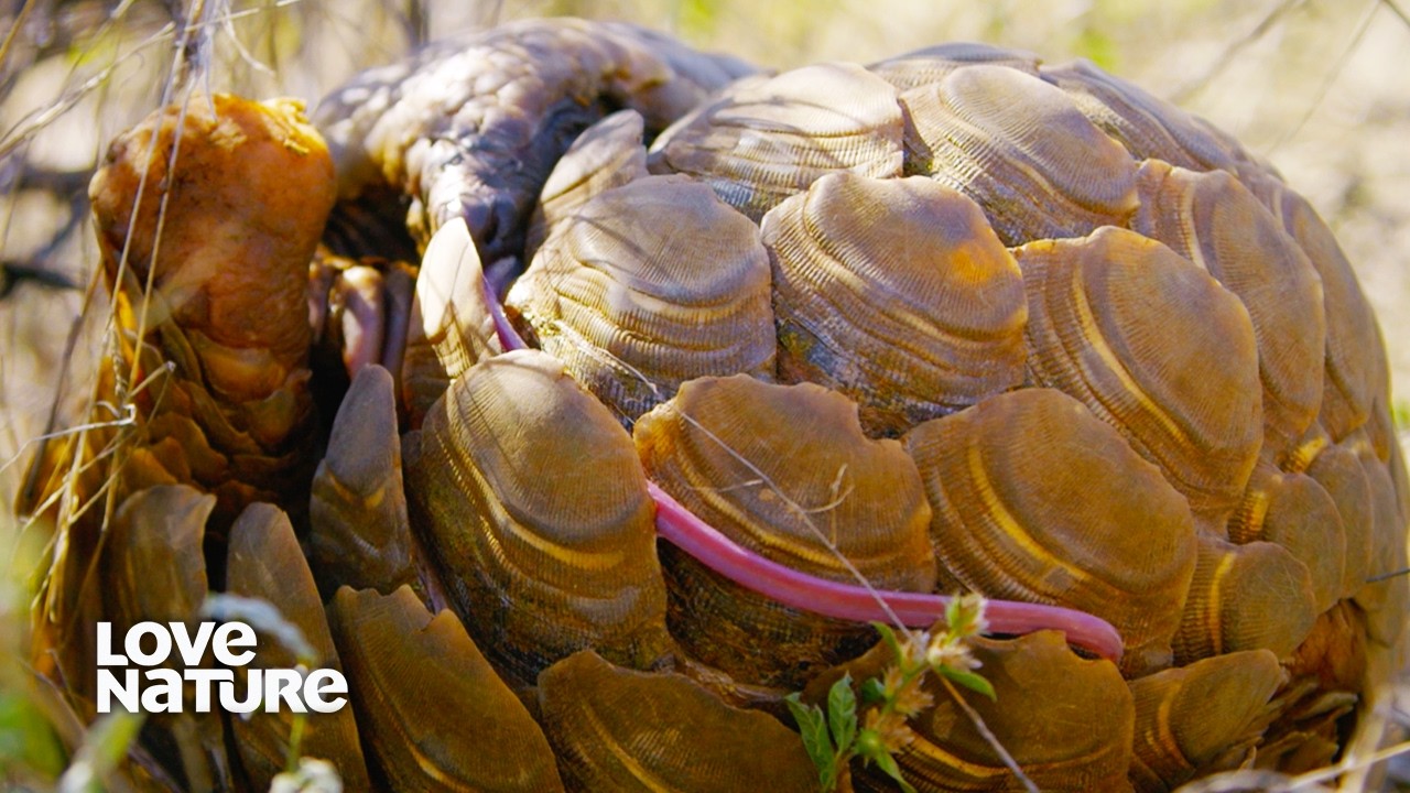 Nature’s Fashion Show: Who Wears What and Why? | Nature's Dress Code ...