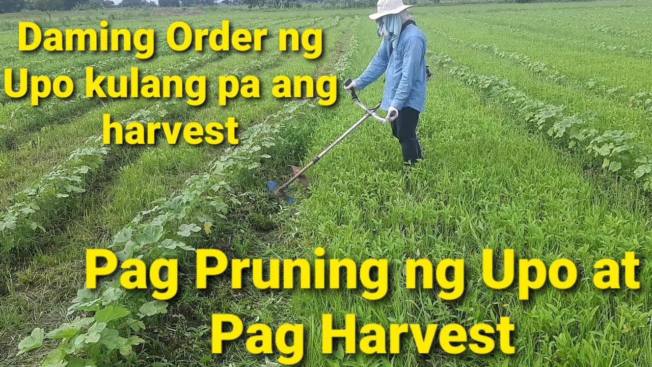 Pag Pruning at Pag Abono ng Upo at Pag Grass Cutter ng Damo ng Okra # ...