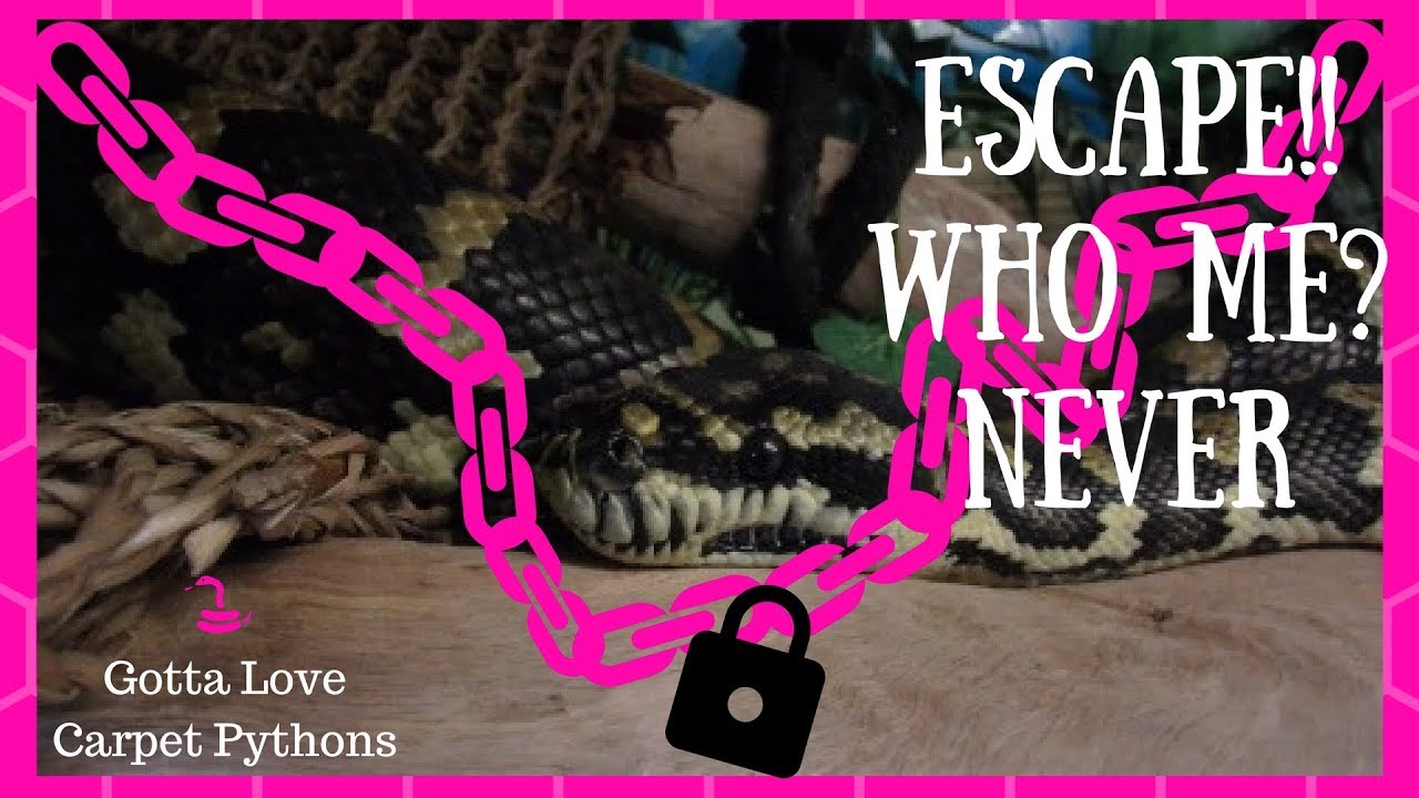 Escaped Snakes!! How Will l Find It? - YouTube