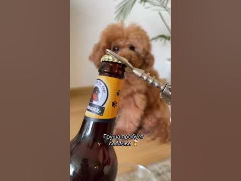 Собачье пиво! - YouTube