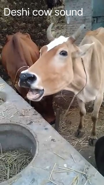 Voice of Cow || #animalsoundeffects #cow #animals #animalsouds #funny # ...