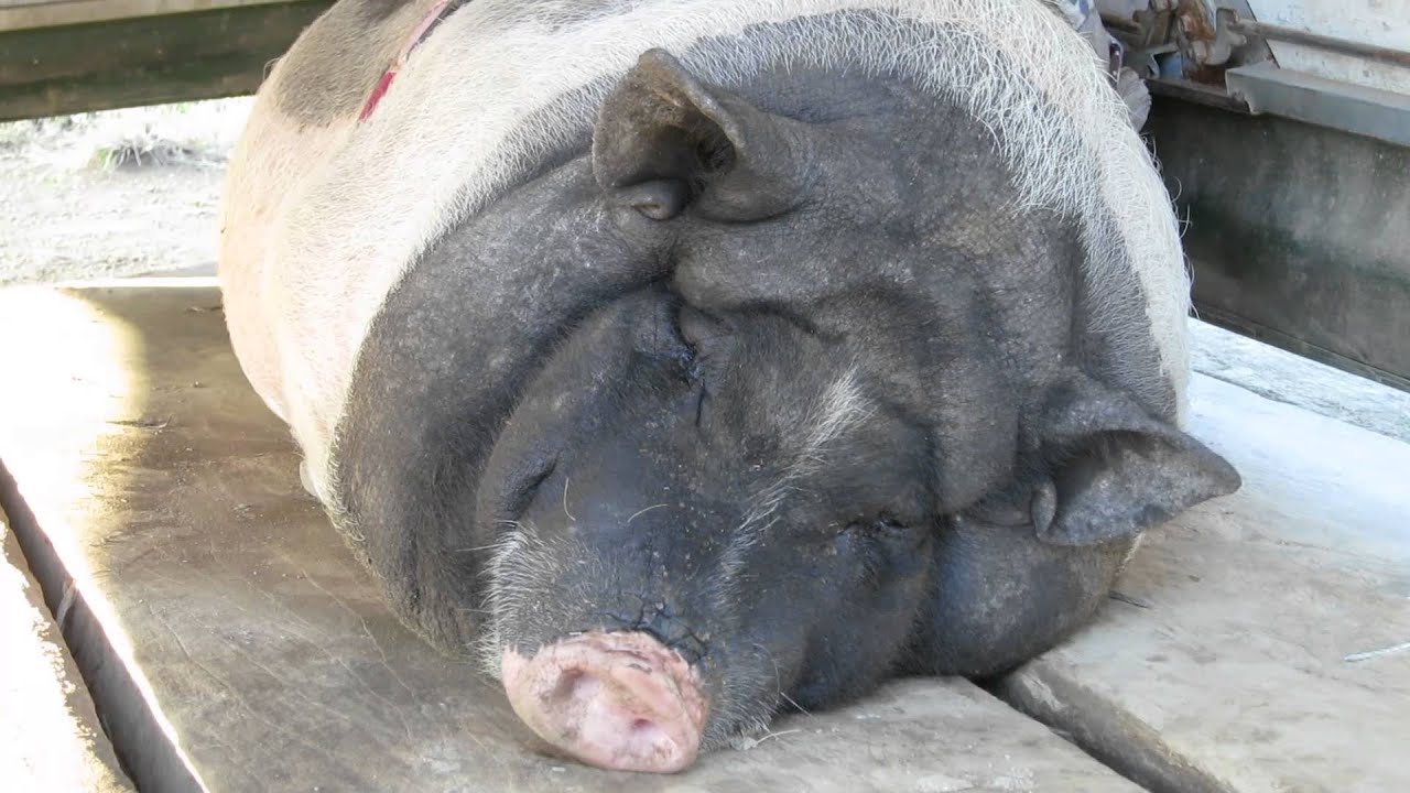 What a Snoring Pig Sound Likes - YouTube