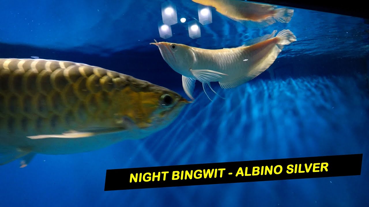 Night Bingwit - YouTube