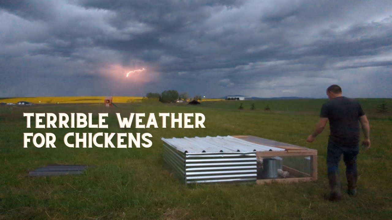 Building A Joel Salatin Style Chicken Tractor...Will It Hold Up ...